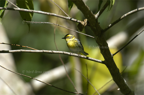 Townsend’s Warbler – Bird Lens
