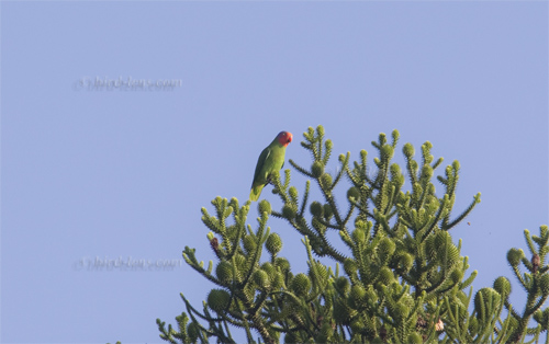Red-cheeked Parrot – Bird Lens