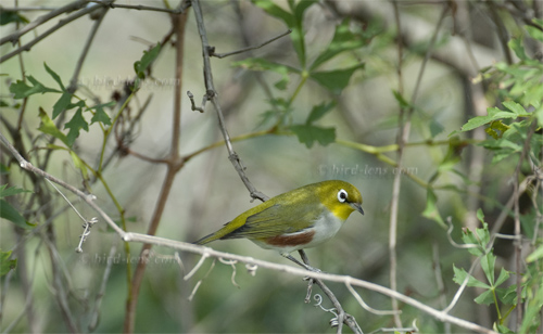 Chestnut-flanked White-eye – Bird Lens