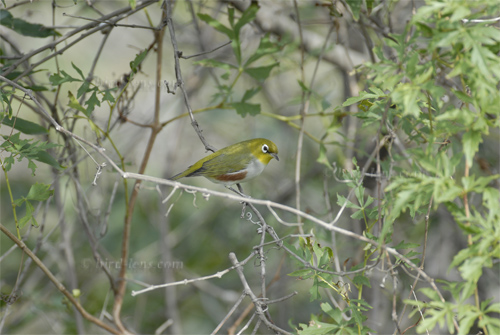 Chestnut-flanked White-eye – Bird Lens