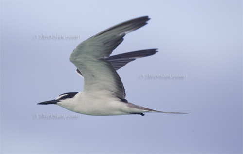 Bridled Tern – Bird Lens