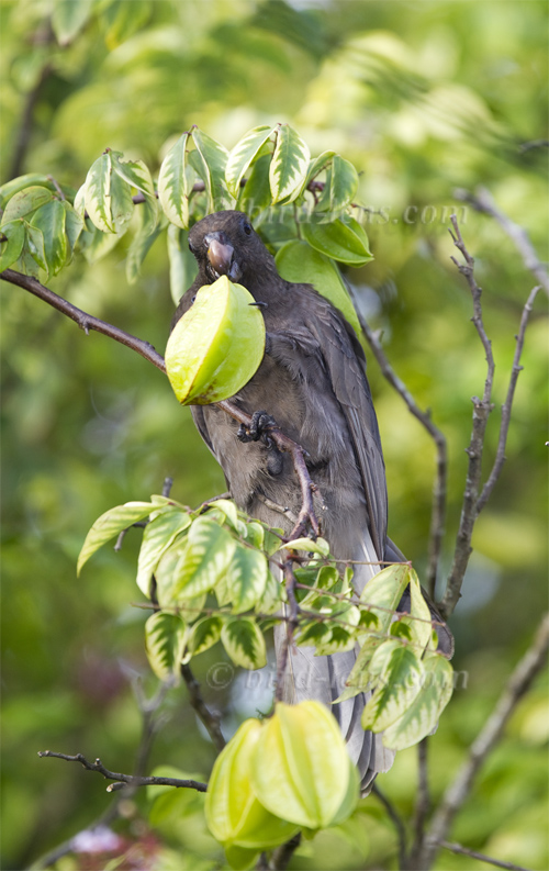 Black Parrot – Bird Lens