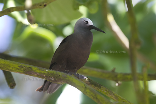 Lesser Noddy – Bird Lens