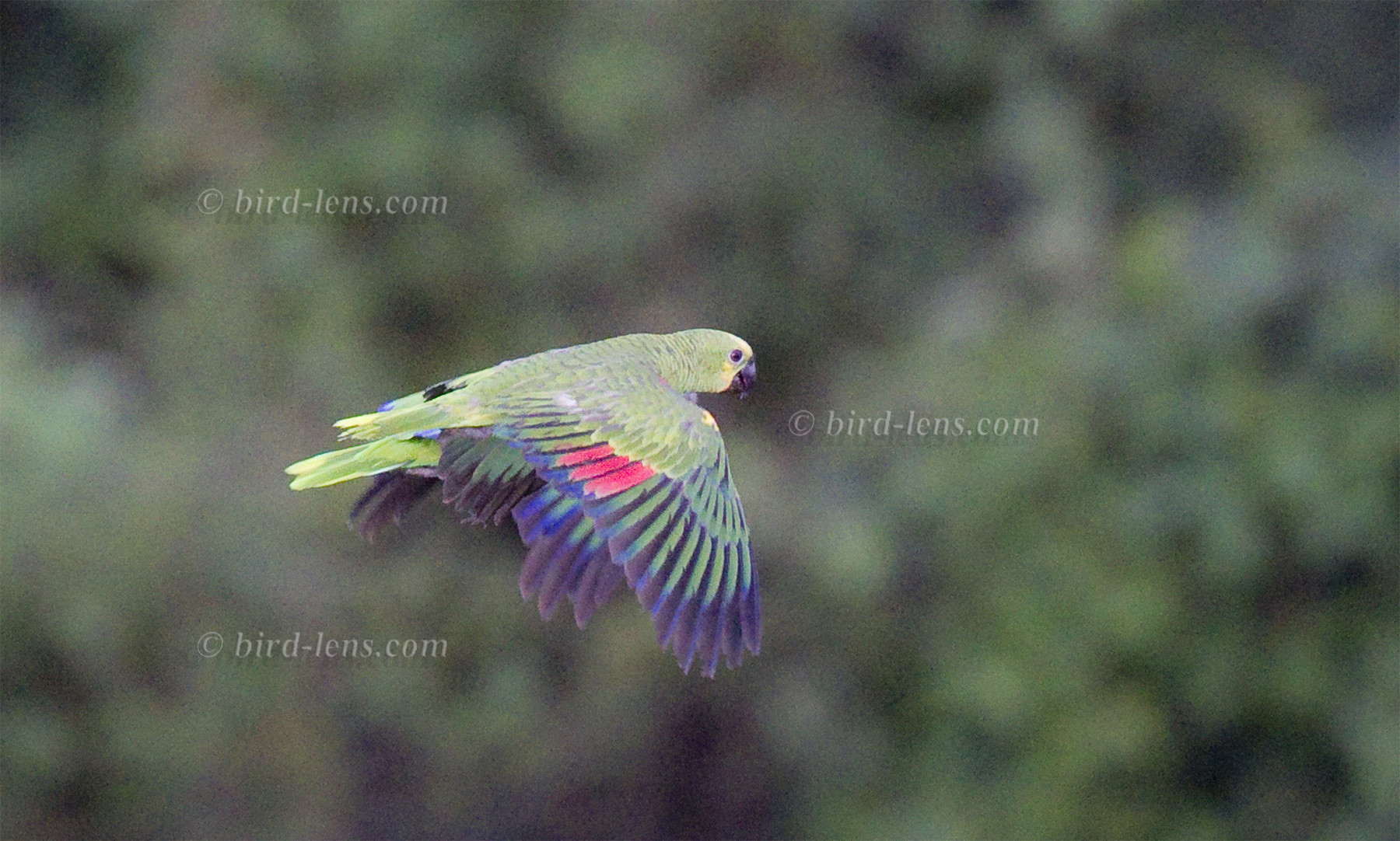 Blue-fronted Parrot – Bird Lens