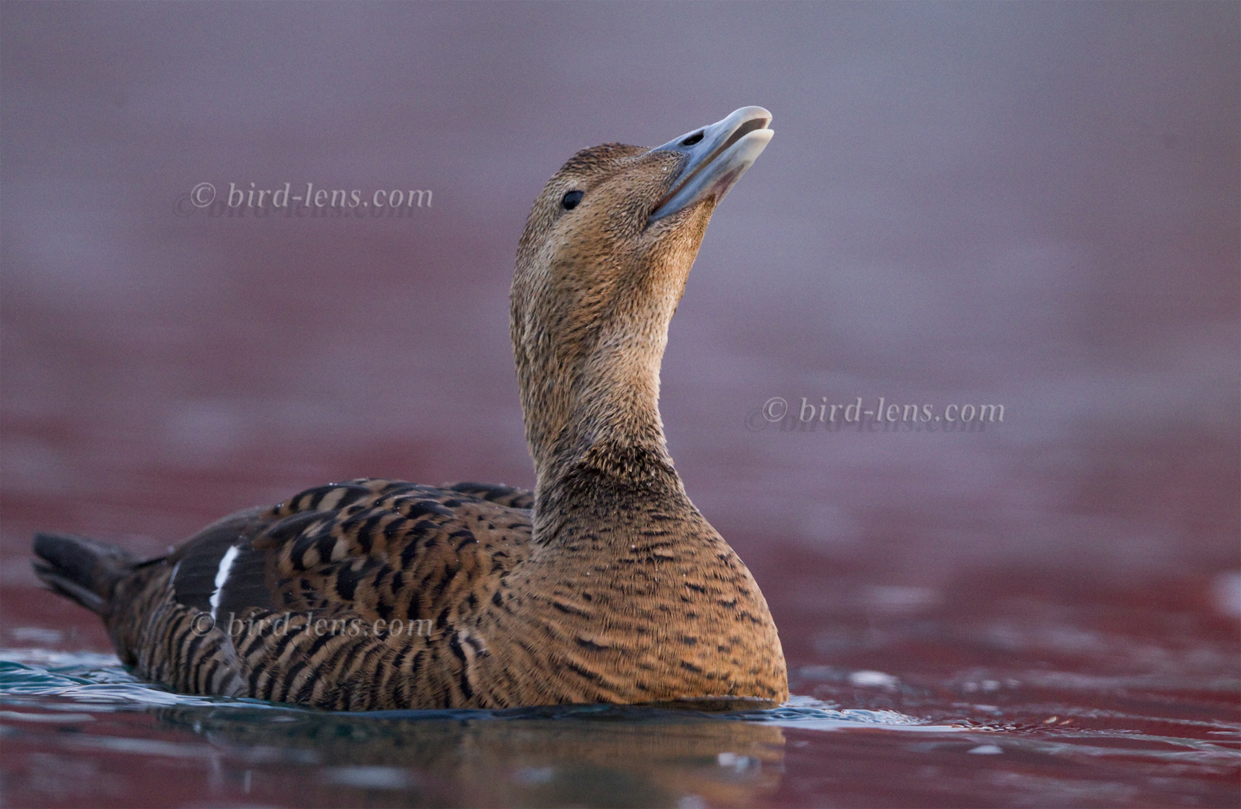 Common Eider – female – Bird Lens
