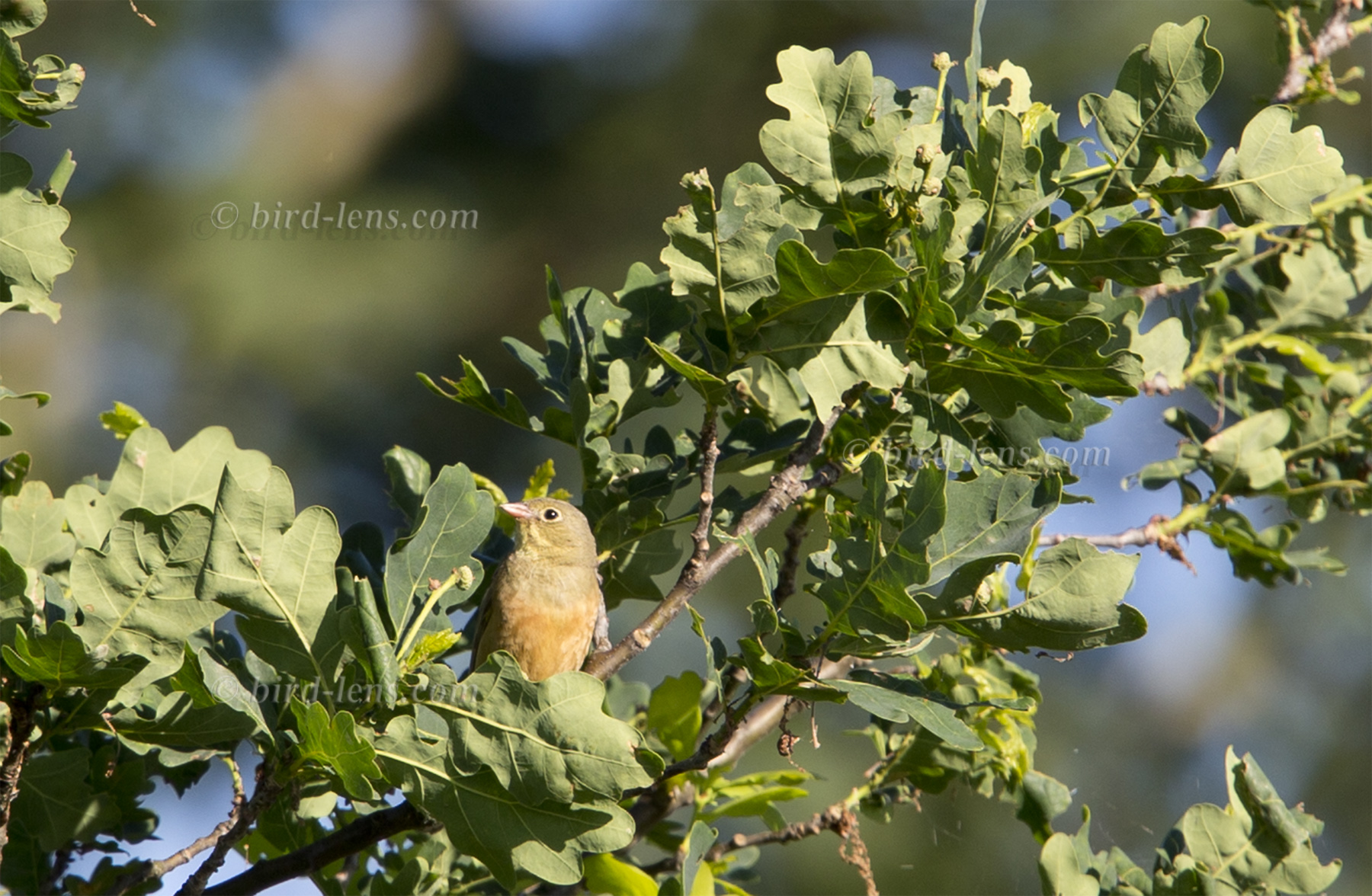 Ortolan Bunting – Bird Lens