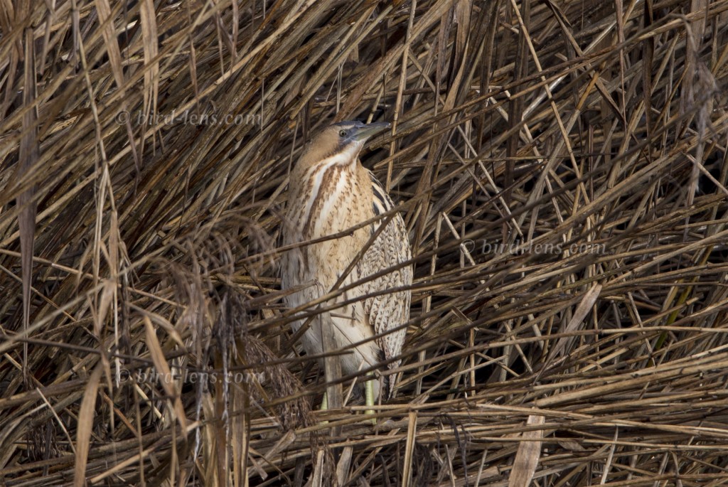Great Bittern at Colfiorito in Umbria – Bird Lens