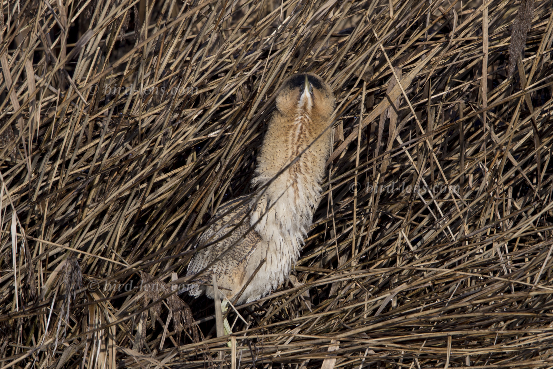 Great Bittern – Bird Lens