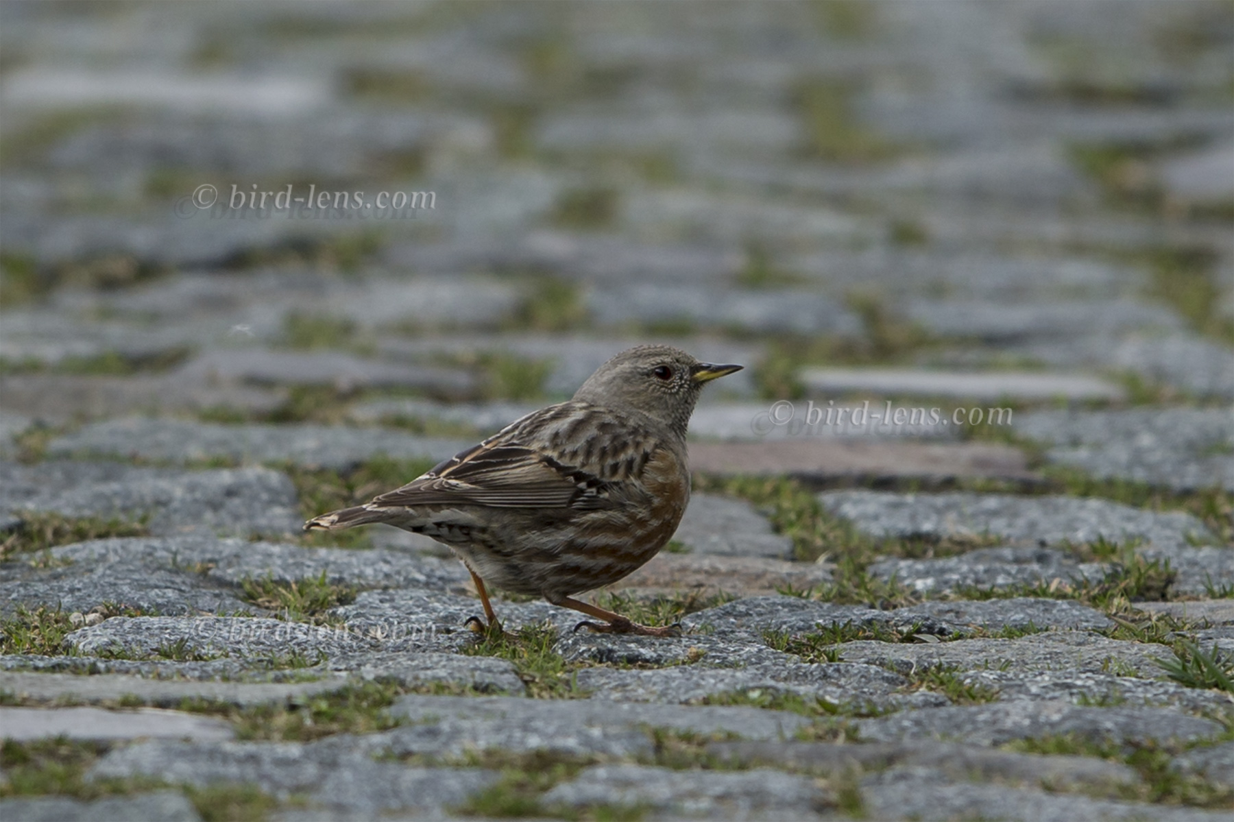 Alpine Accentor – Bird Lens