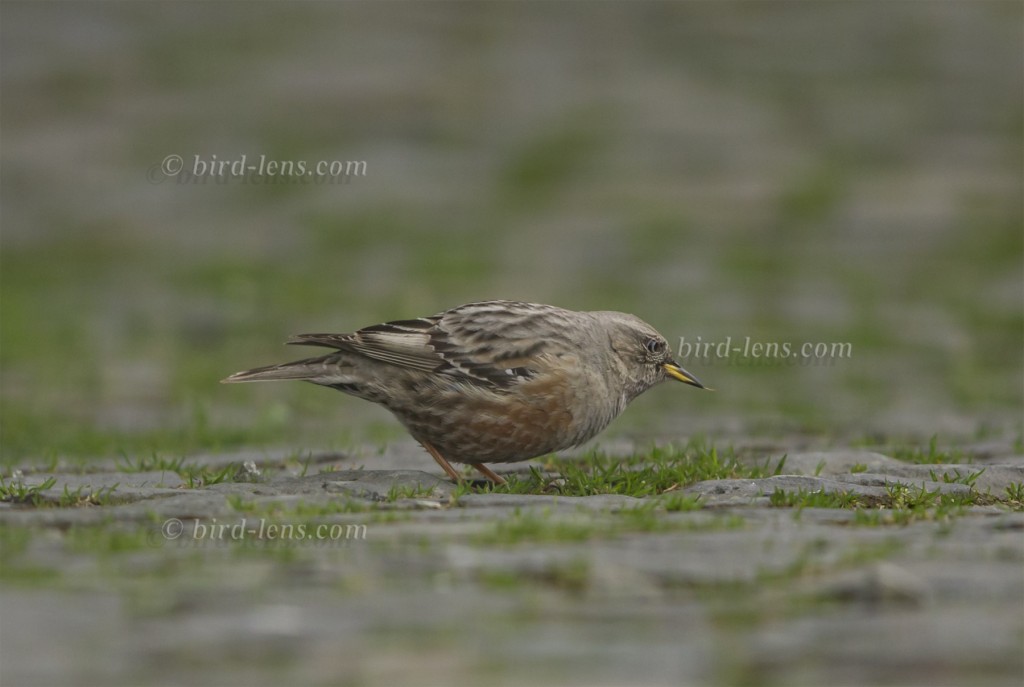 Alpine Accentor – Bird Lens