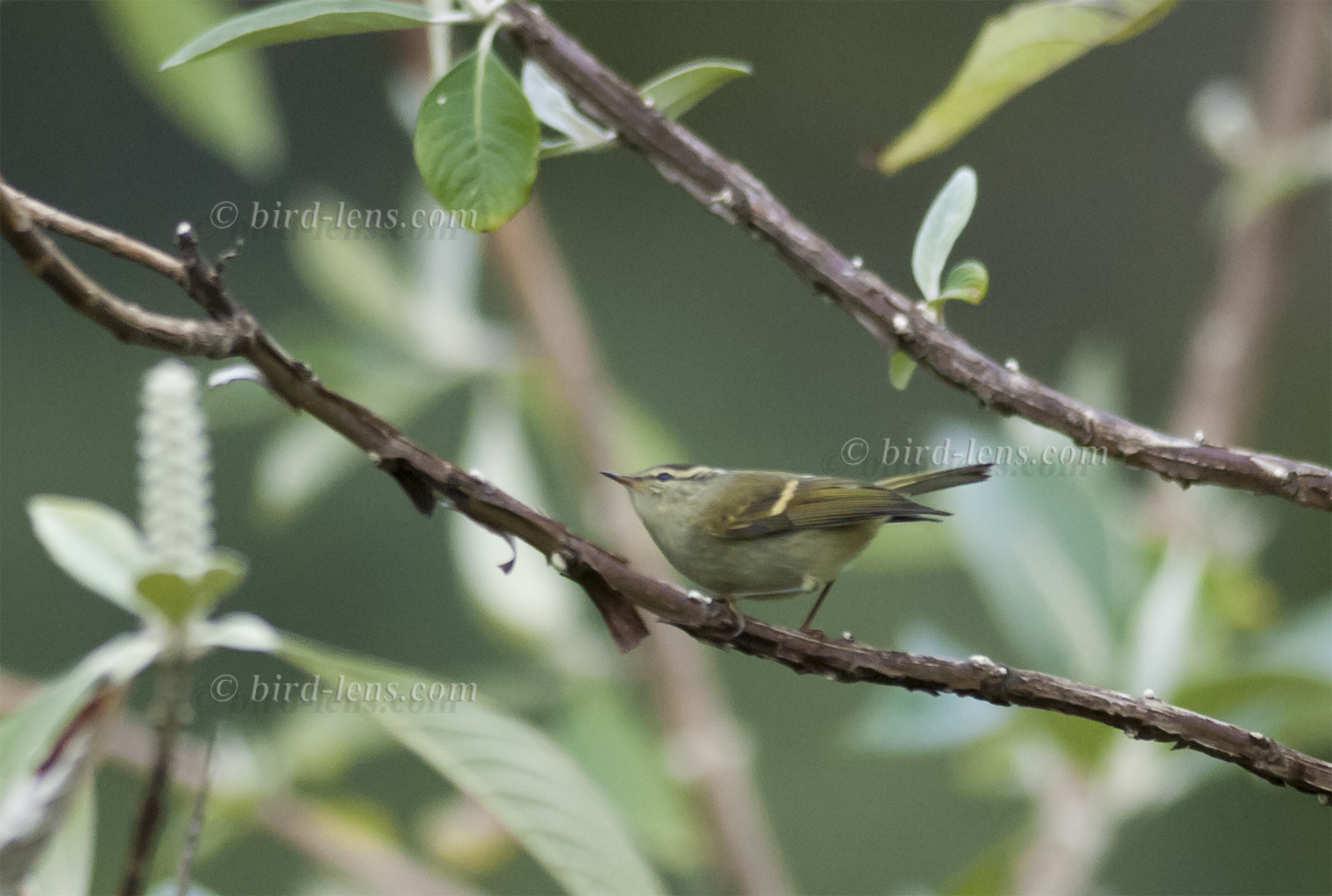Buff-barred Warbler – Bird Lens