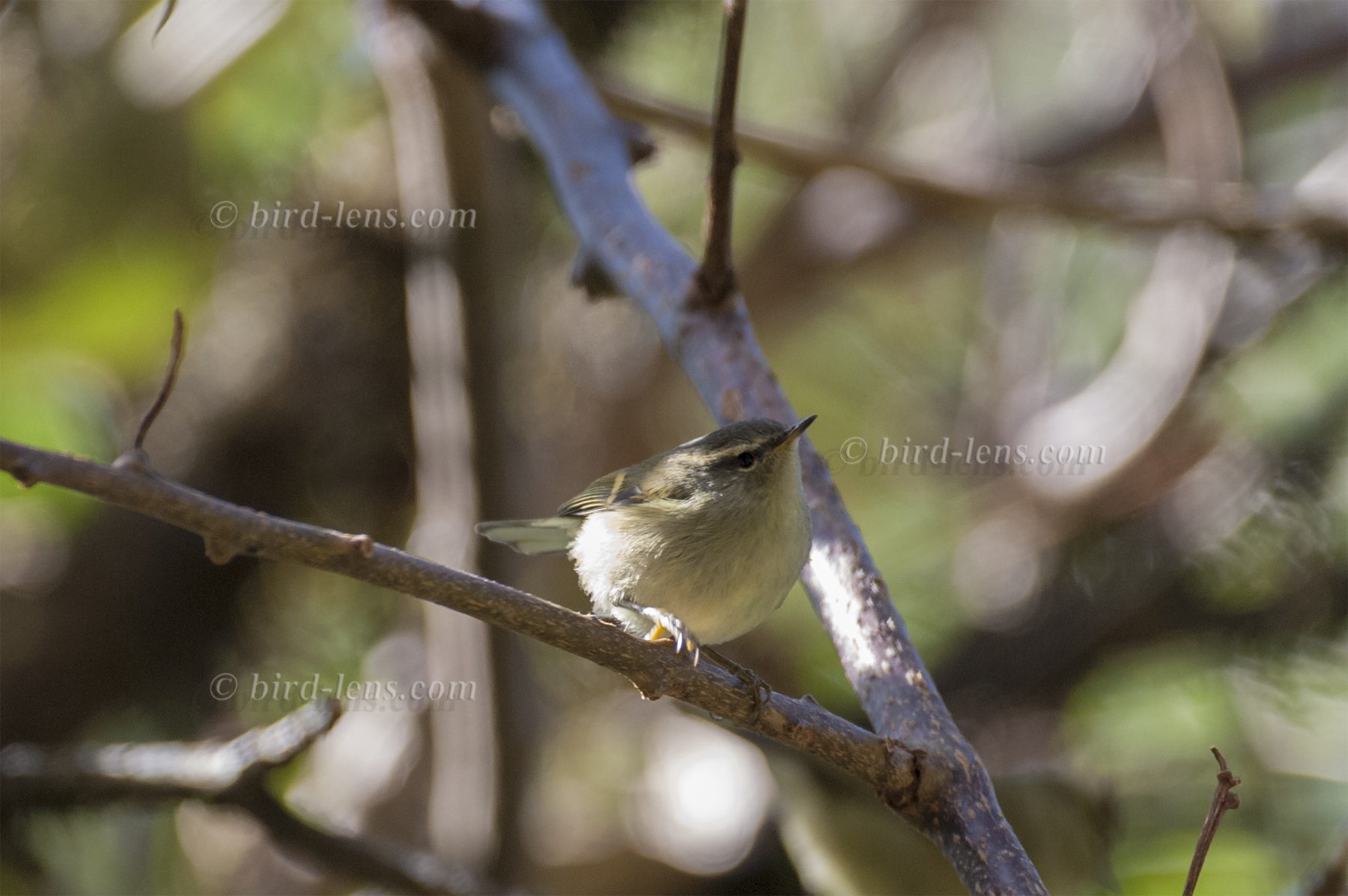 Buff-barred Warbler – Bird Lens
