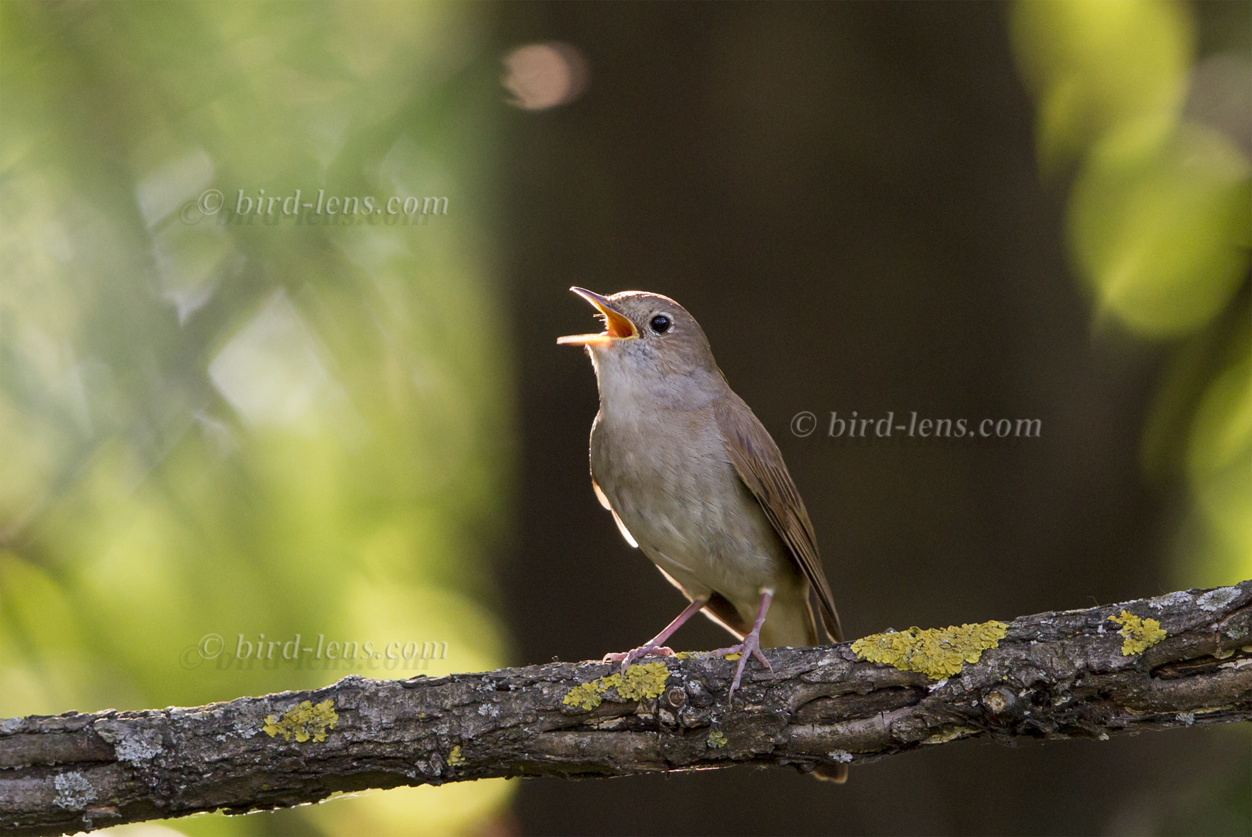 Common Nightingale – Bird Lens