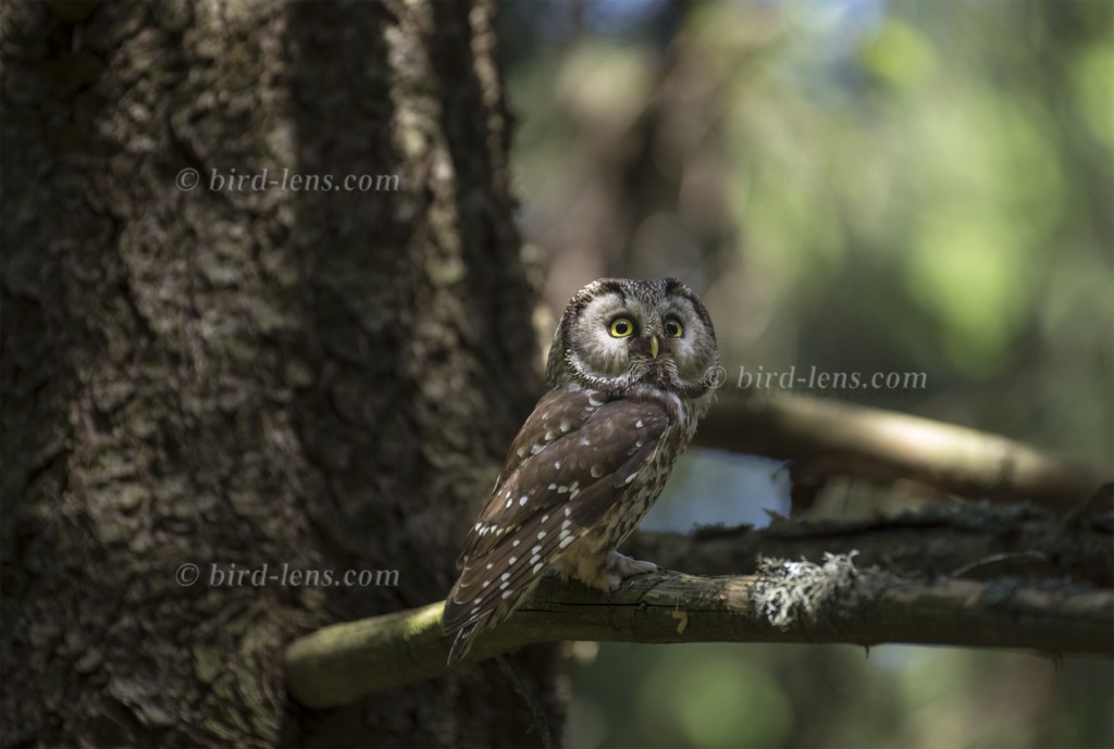 Boreal Owl – living in harsh conditions in the high-altitude forest ...