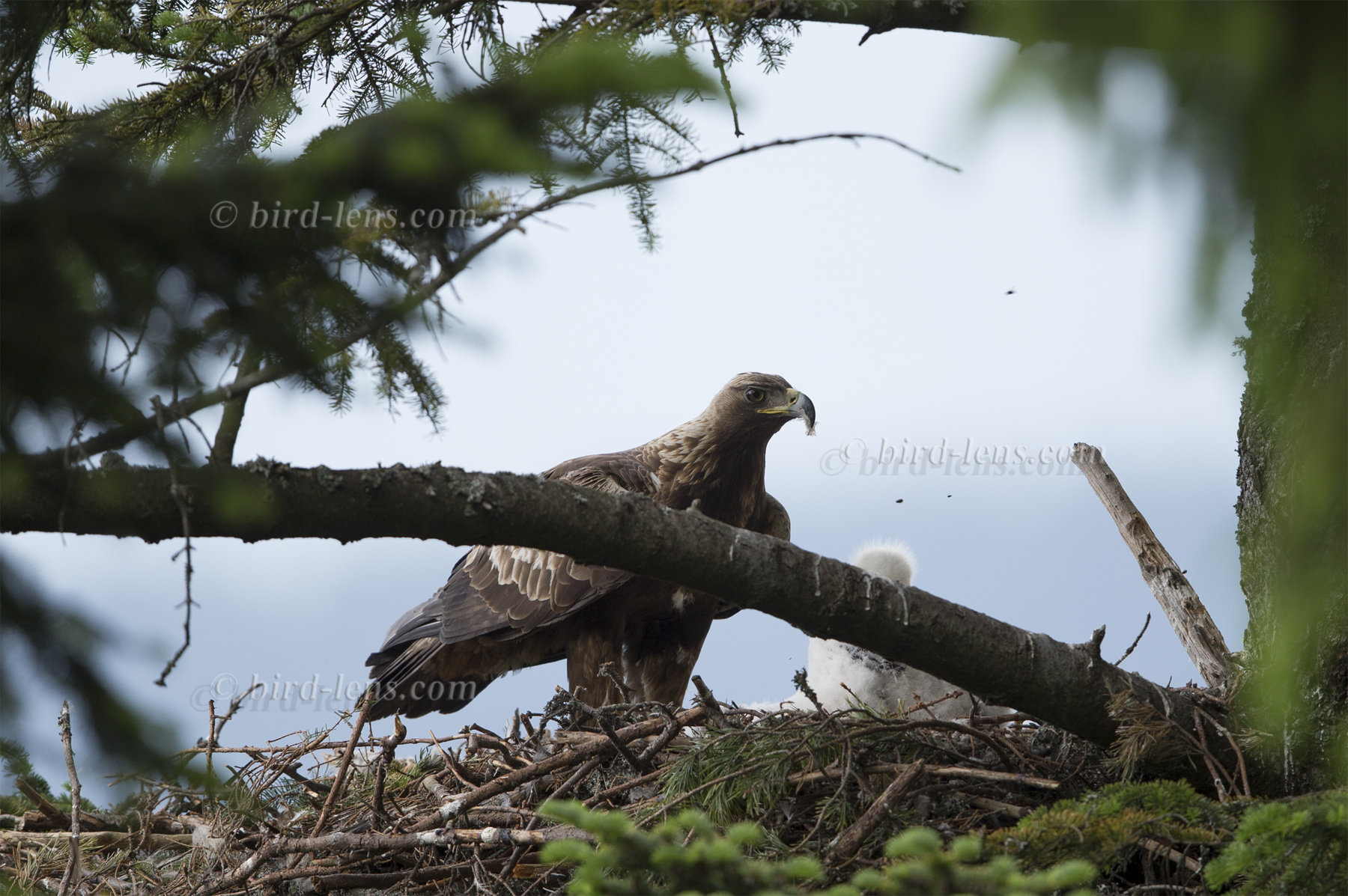 Golden Eagle – Bird Lens