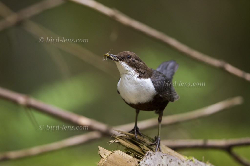 Dippers – photography along streams and rivers – Bird Lens