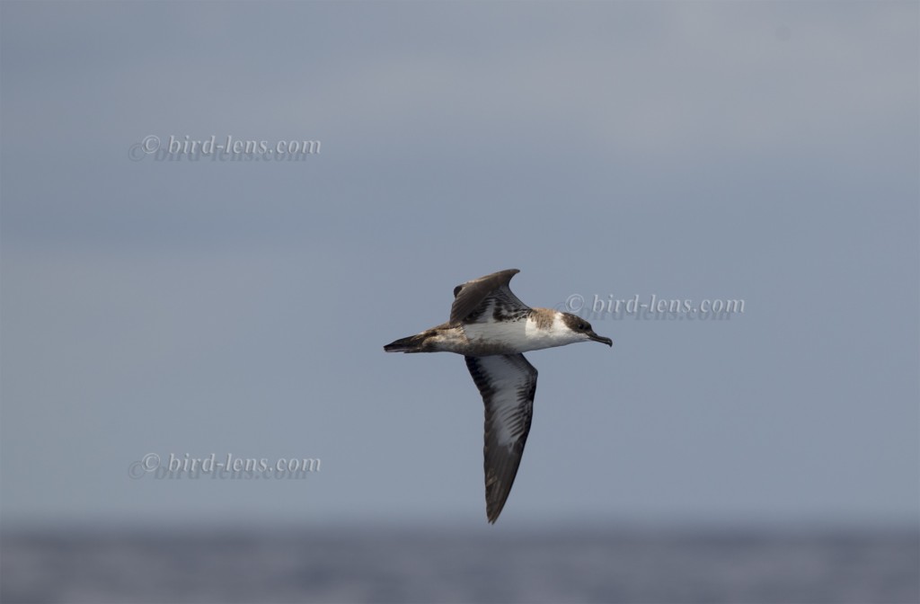 Azores: birding in the middle of the Atlantic Ocean – Bird Lens