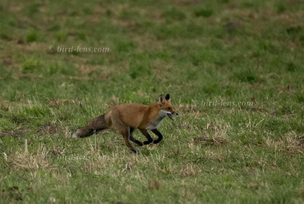 Red Fox – Bird Lens