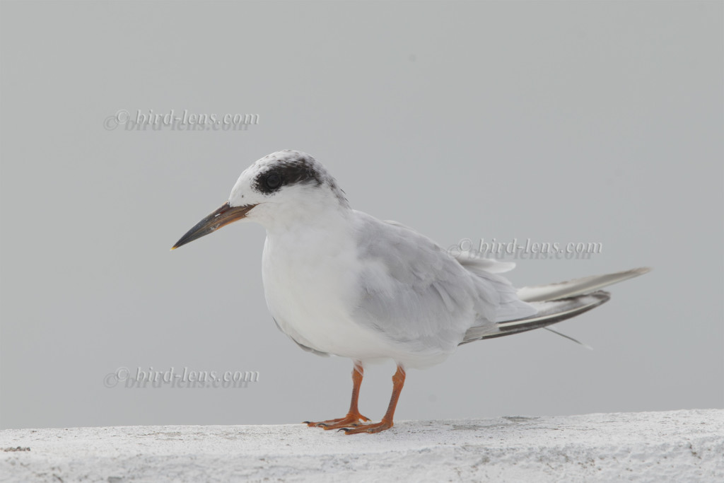 Forster’s Tern, Sterna forsteri, as a vagrant for the Western ...
