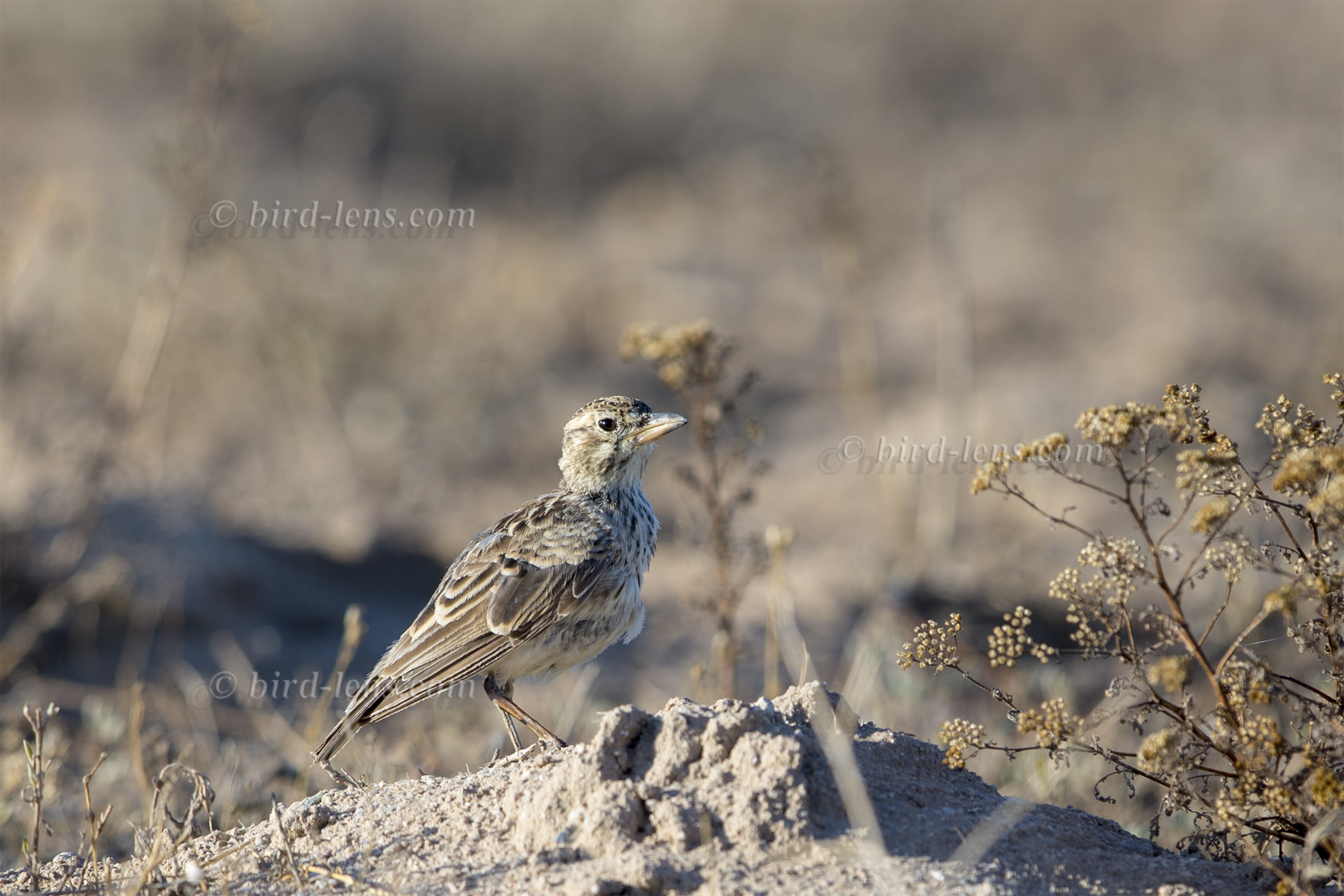Large-billed Lark – Bird Lens