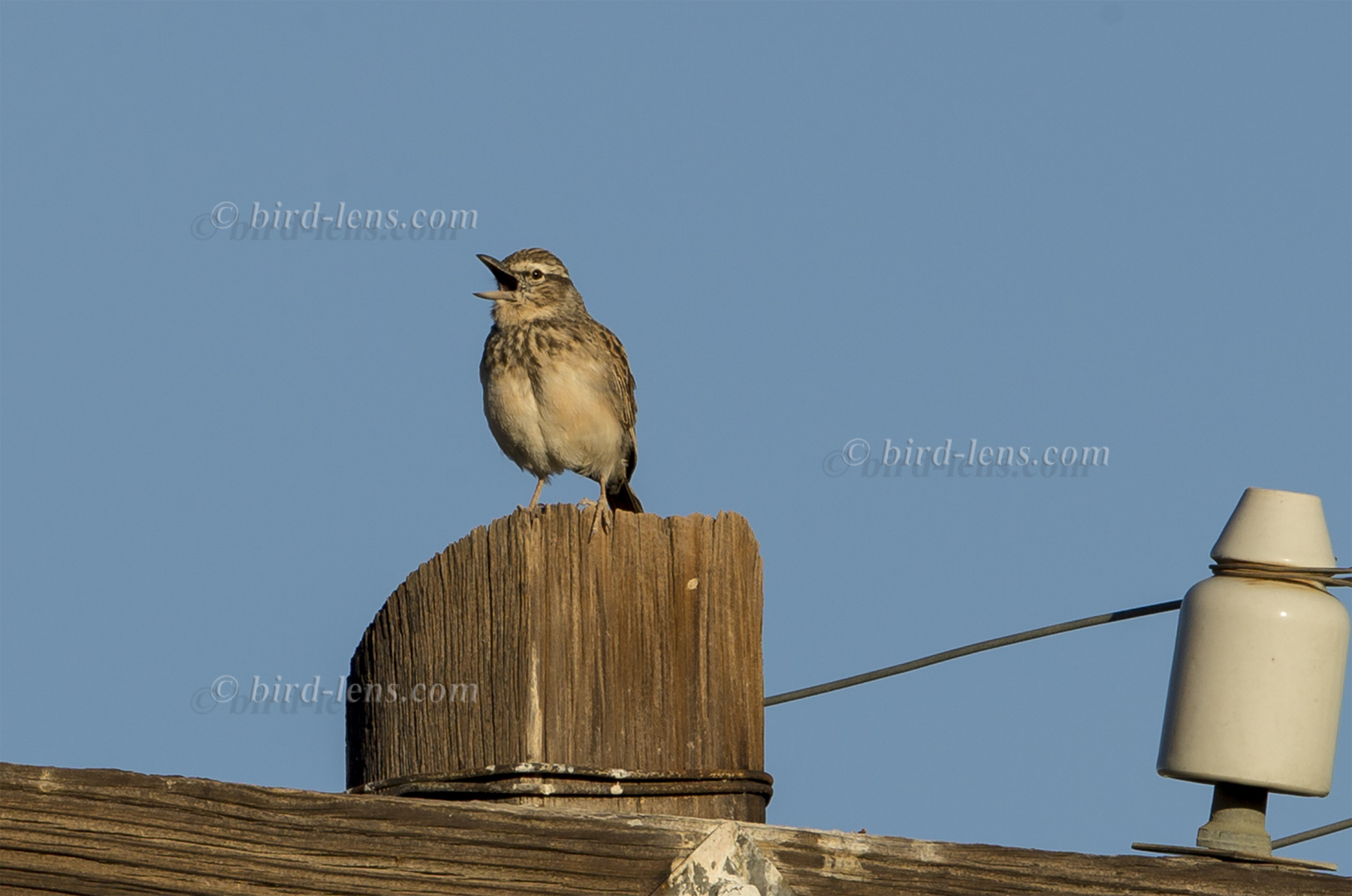 Sabota Lark – Bird Lens