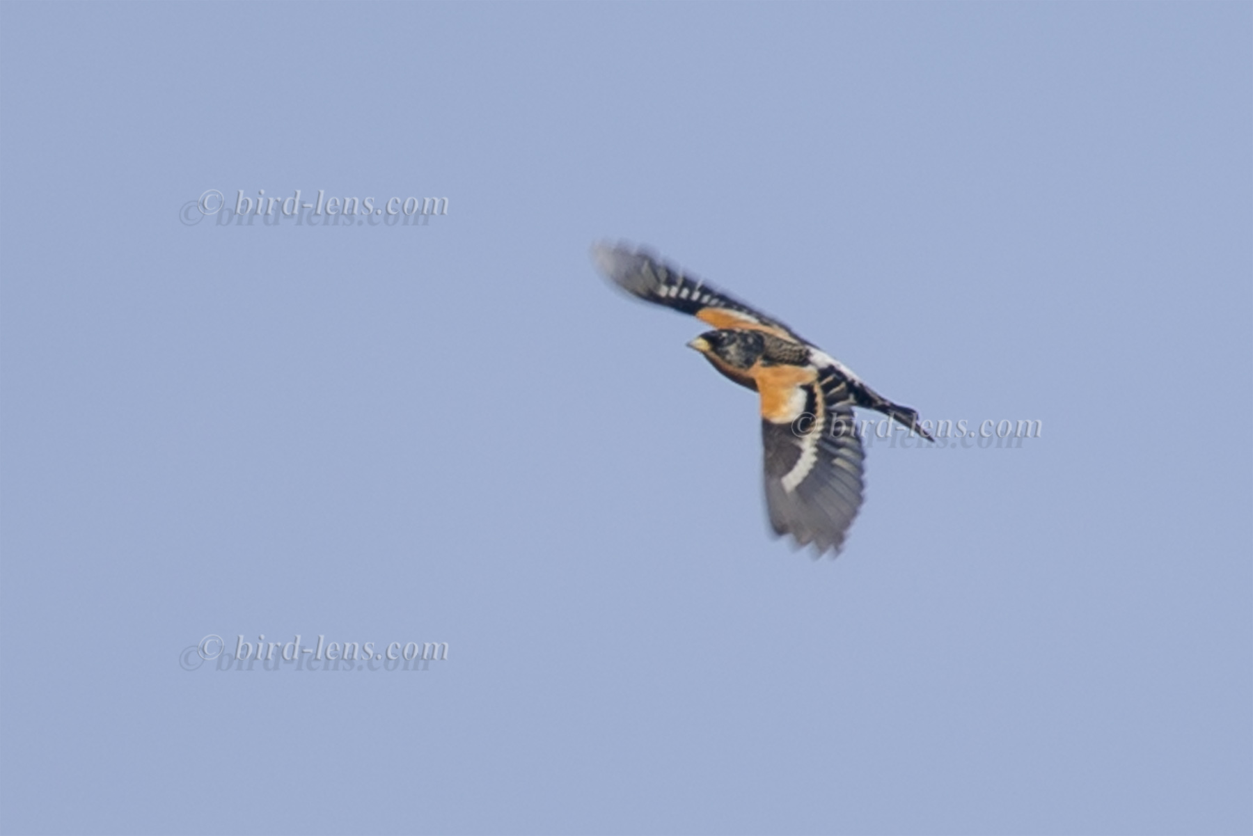 Brambling – Bird Lens