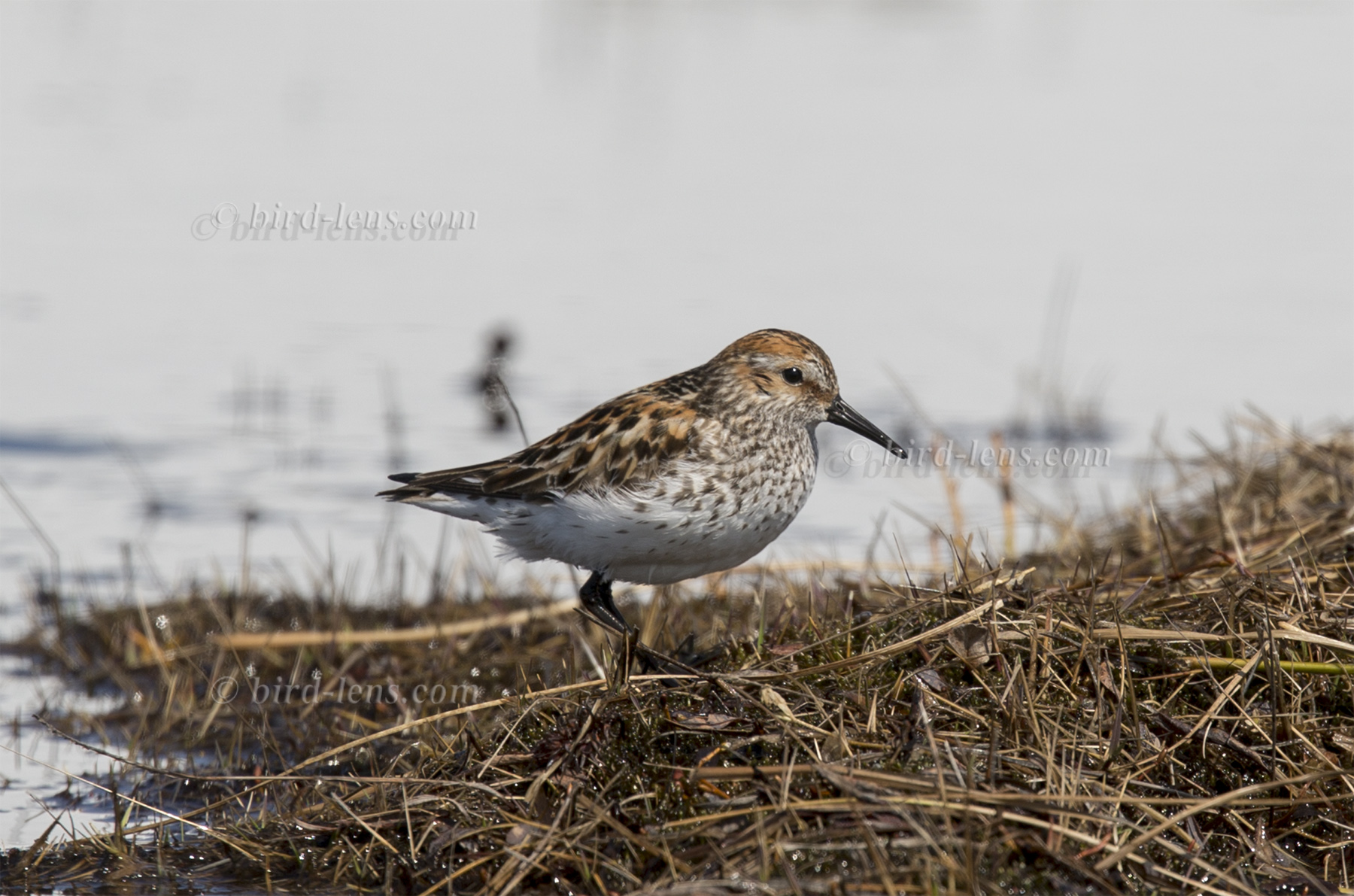 Bergstrandläufer – Bird Lens