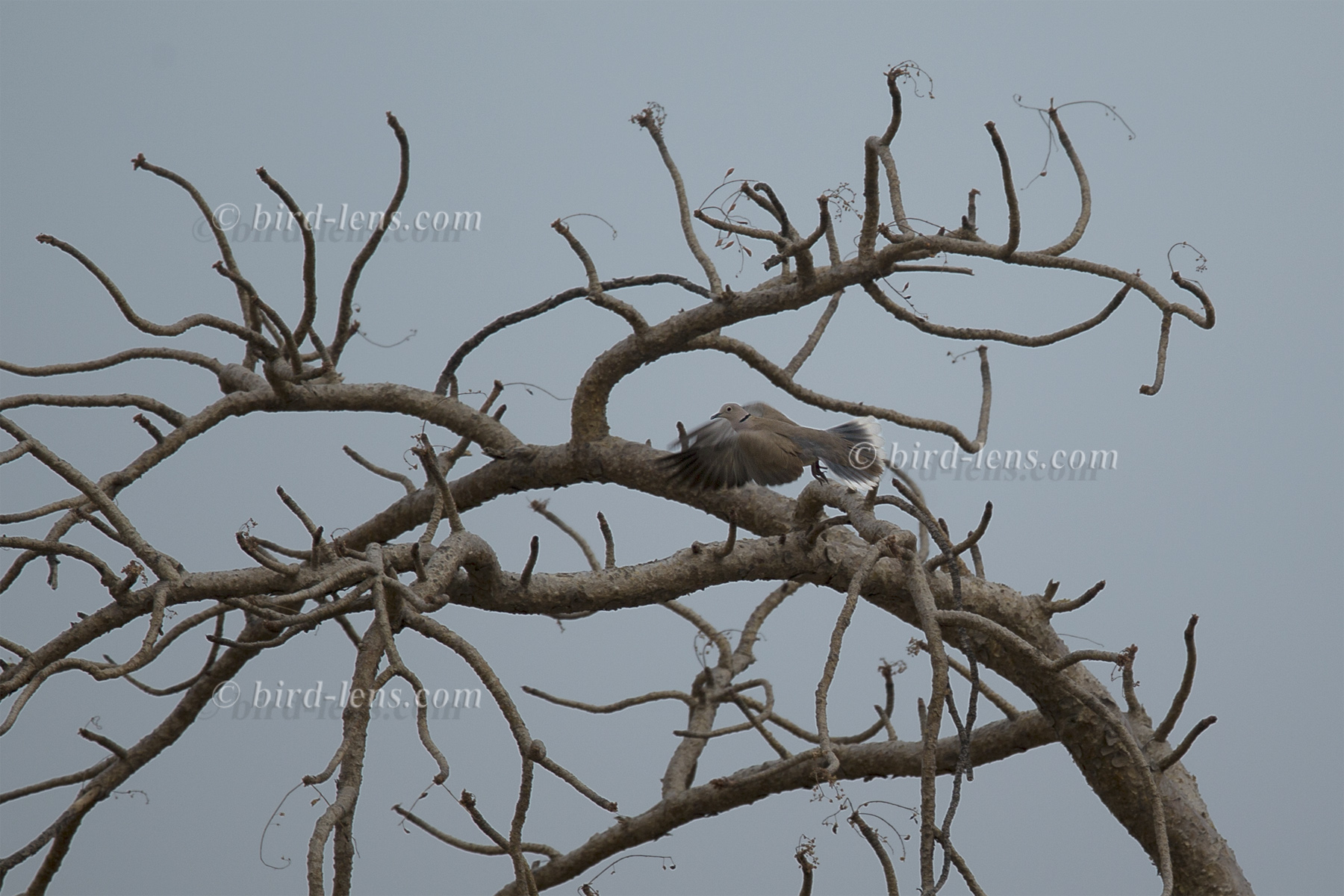African Collared-Dove – Bird Lens