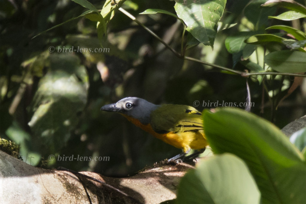 Blutbrustwürger am Mount Kupe/ Kamerun – Bird Lens