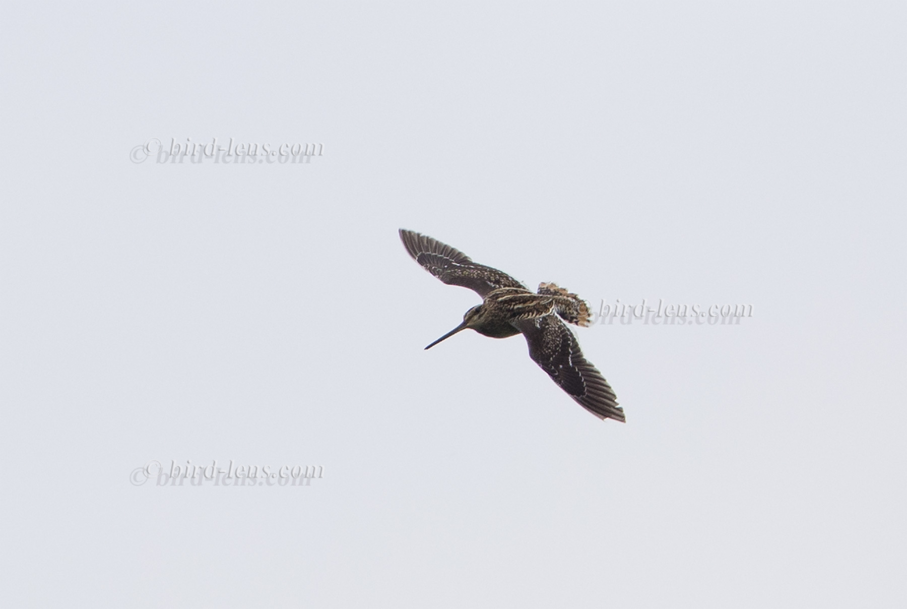 Common Snipe – Bird Lens