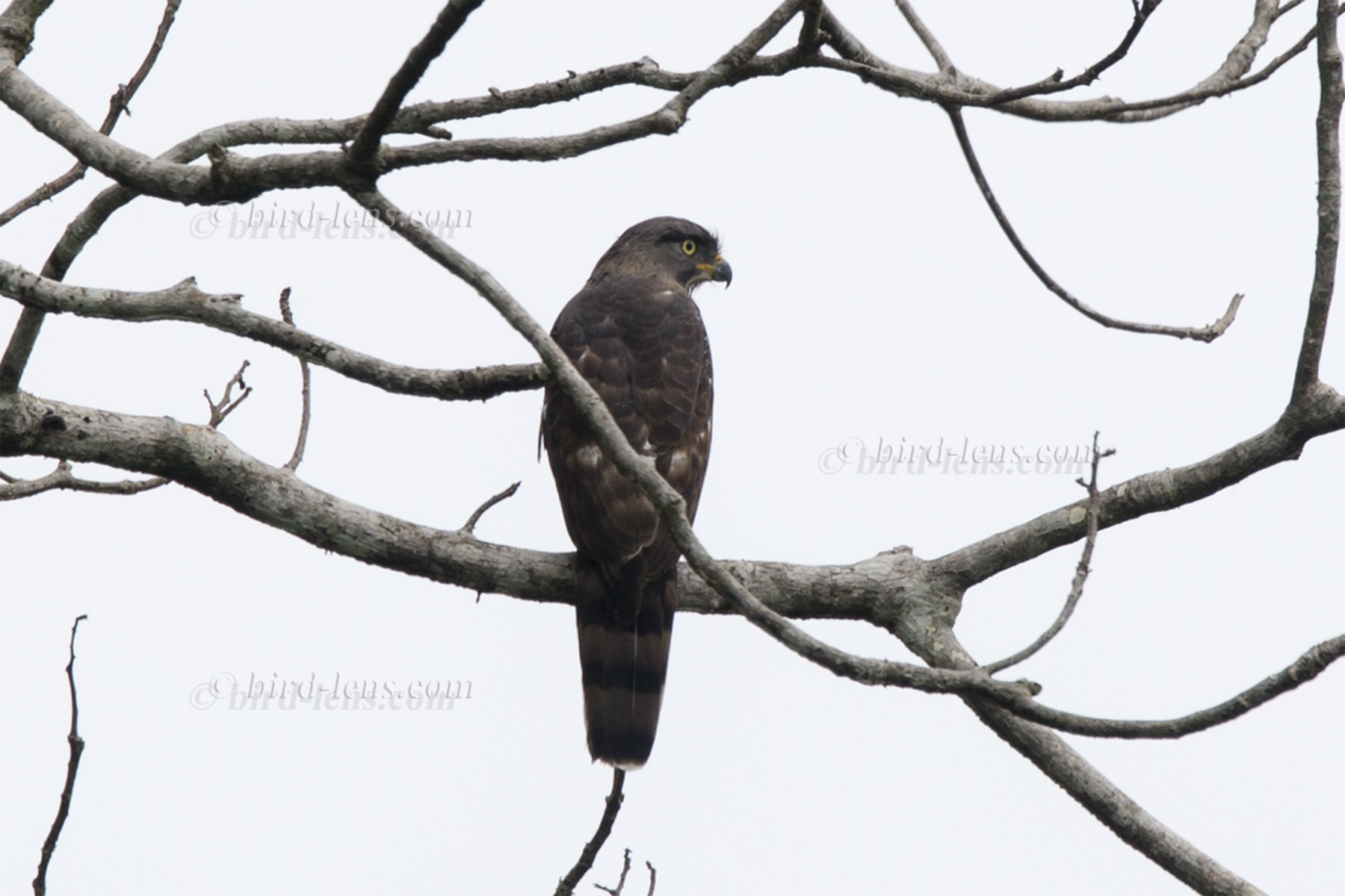 Congo Serpent-Eagle – Bird Lens