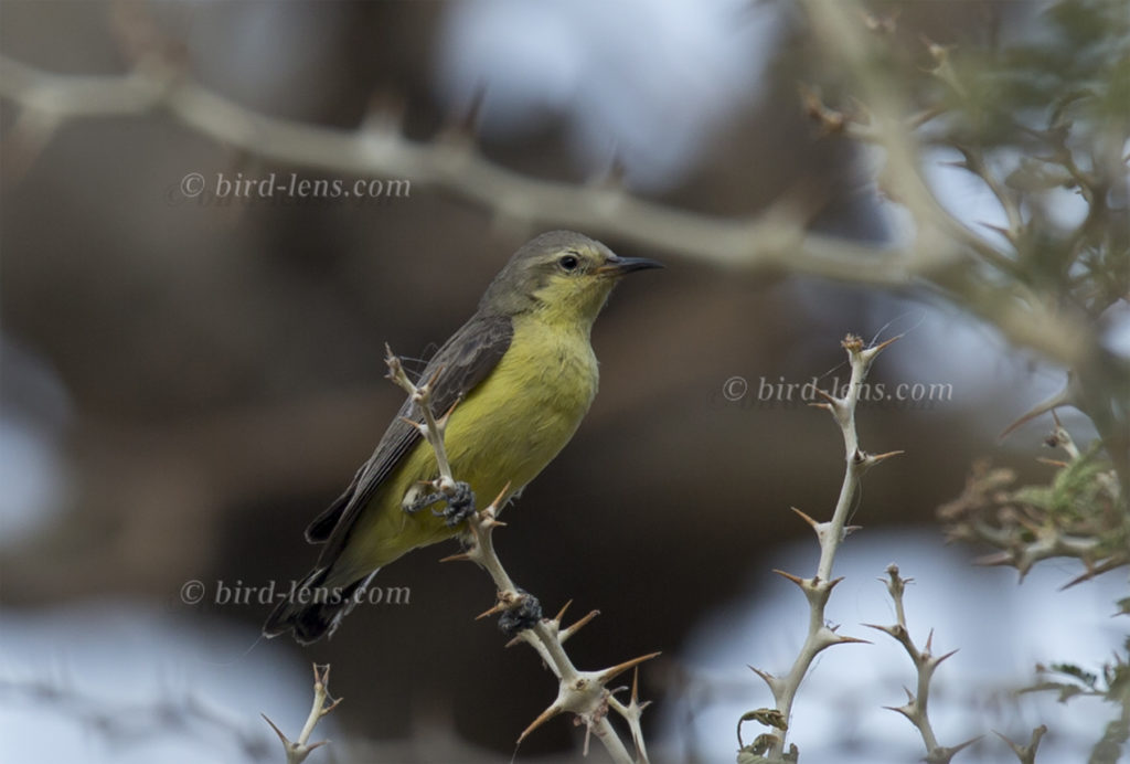 Female Pygmy Sunbird in northern Cameroon – Bird Lens