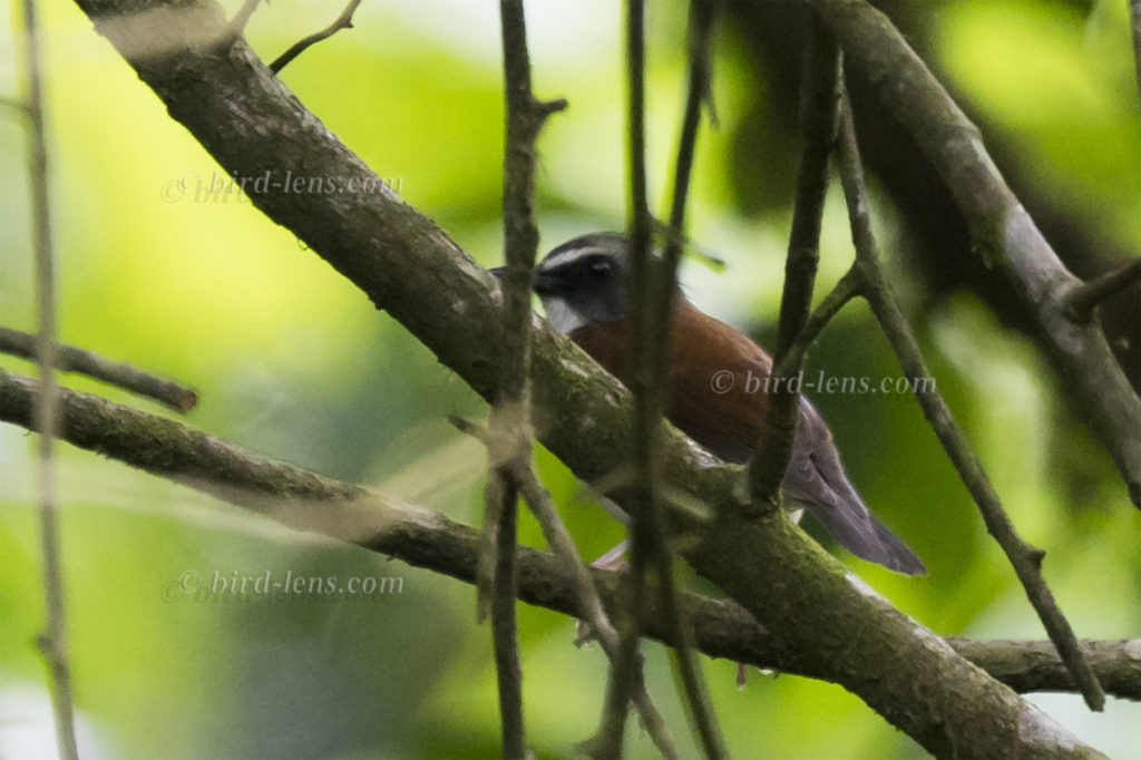 Brown-chested Alethe – Bird Lens