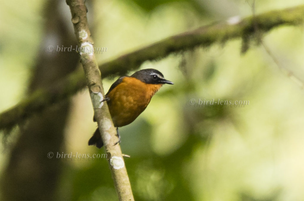 Mountain Robin-Chat – Bird Lens