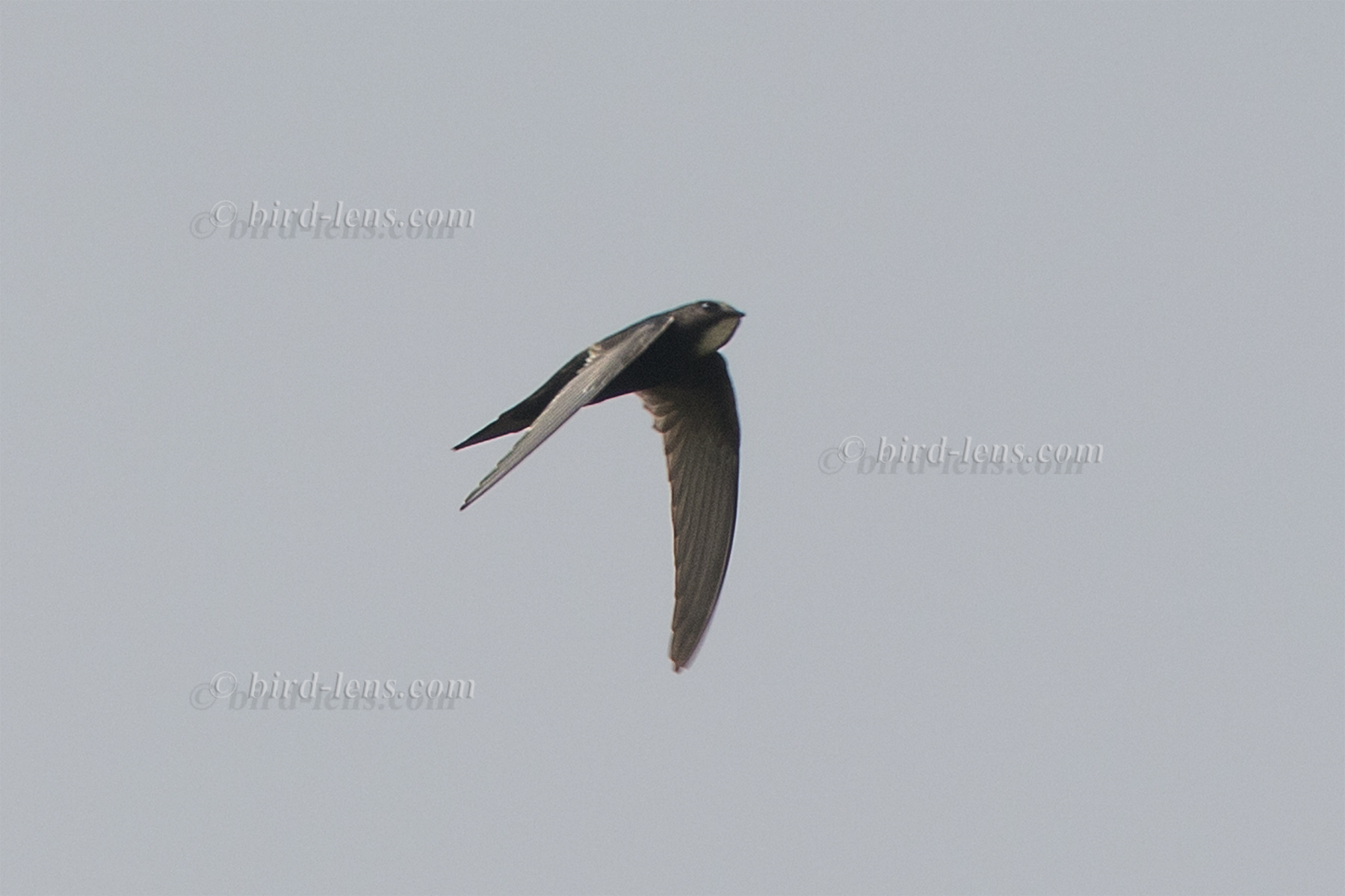White-rumped Swift – Bird Lens