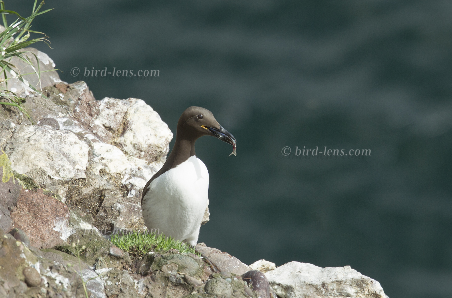 Common Murre – Bird Lens