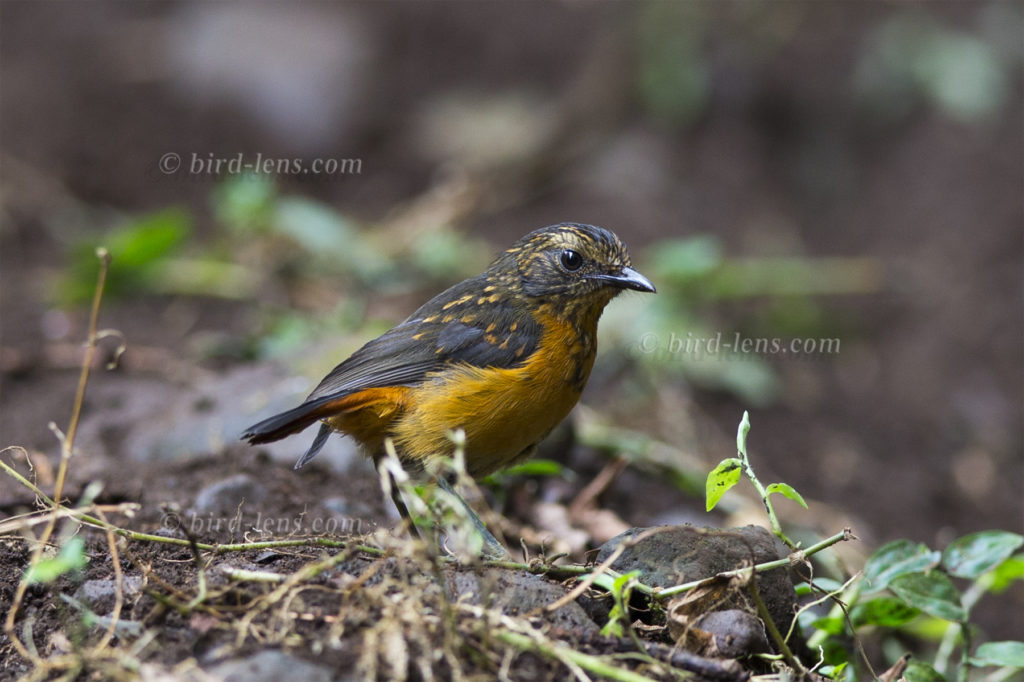 Mountain Robin-Chat on red ants road at Mount Cameroon – Bird Lens