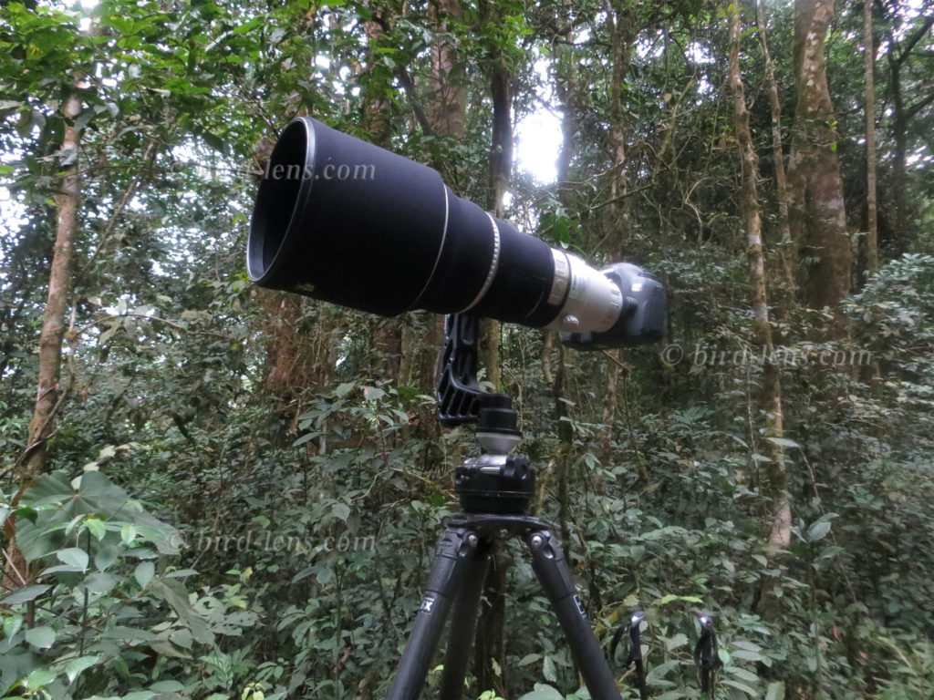 Mount Kupé Bushshrike – some aspects on equipment & logistics – Bird Lens