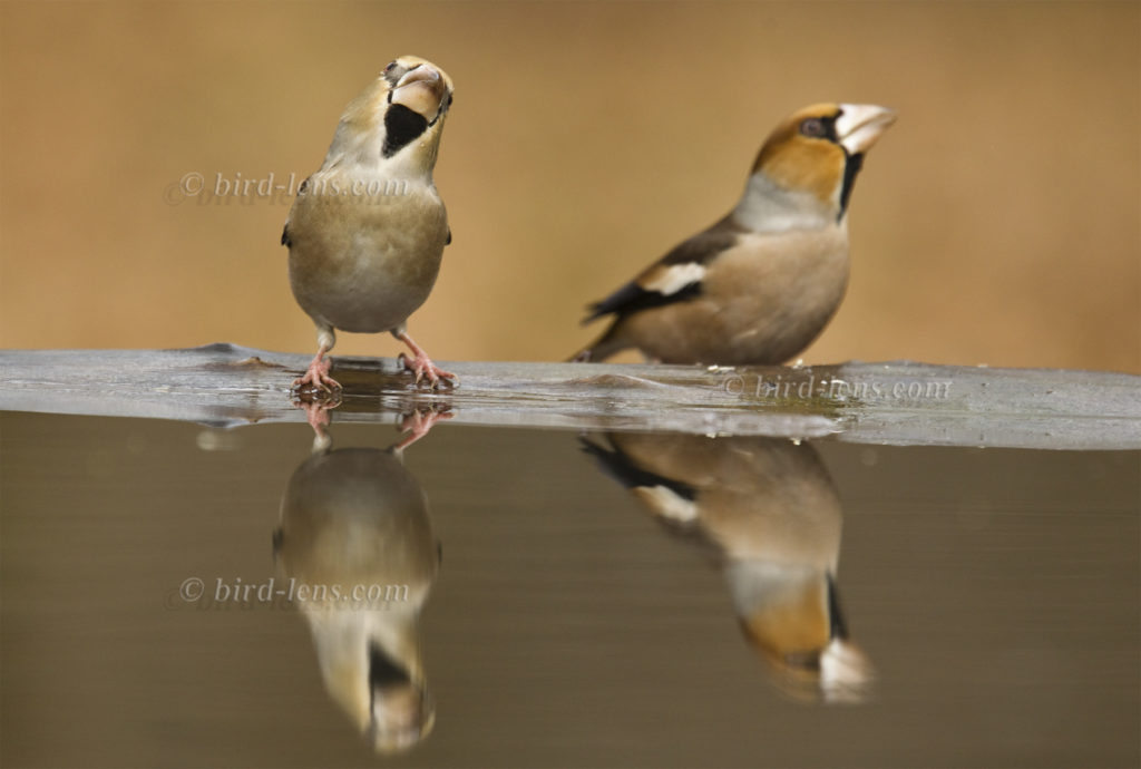 Where and how to photograph Hawfinches – Bird Lens