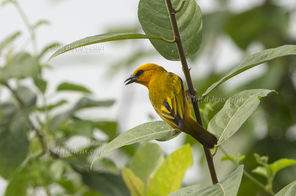Orange Weaver near nest on Sanaga River – Bird Lens