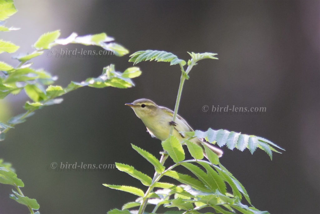 Greenish Warbler – Bird Lens