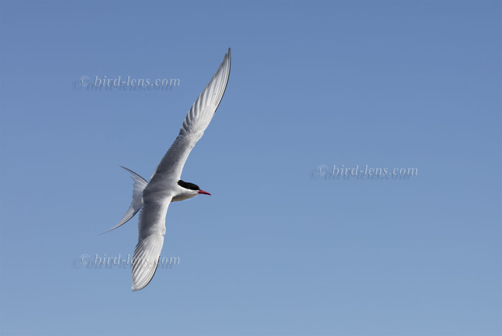The view of the stars shows the way, the earth’s magnetic field is the ...
