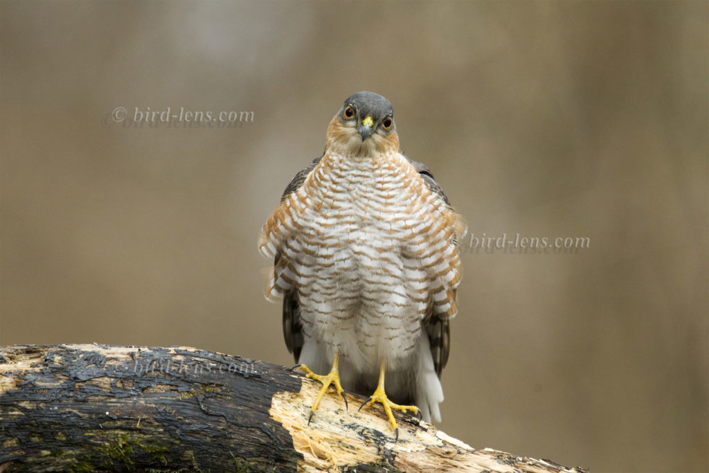 Sperber – Männchen im Portrait – Bird Lens