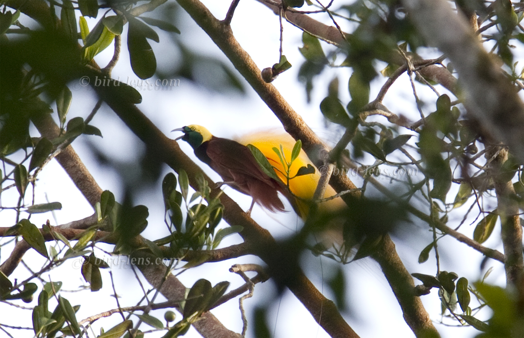 Greater Bird-of-paradise – Bird Lens