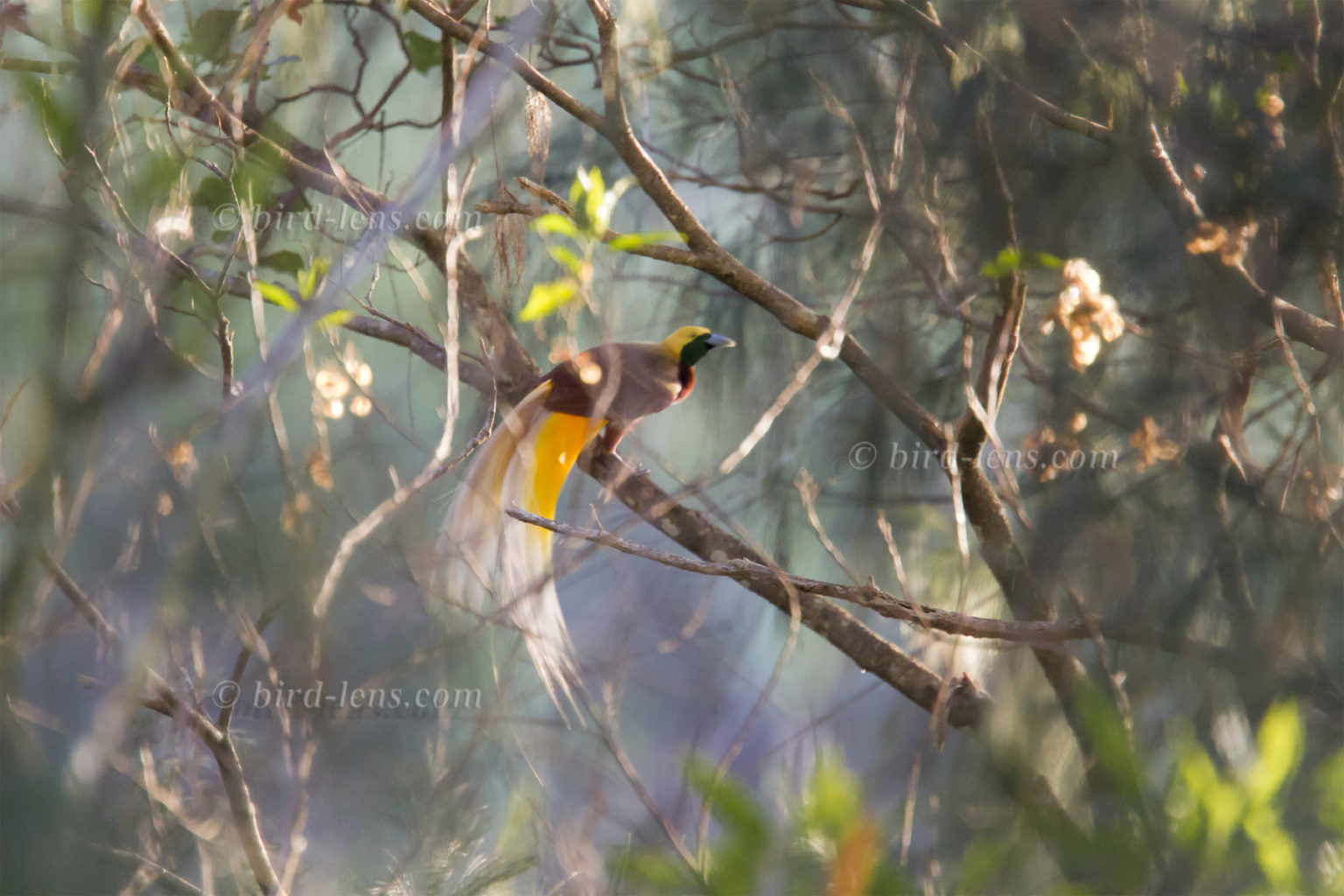 Lesser Bird-of-paradise – Bird Lens
