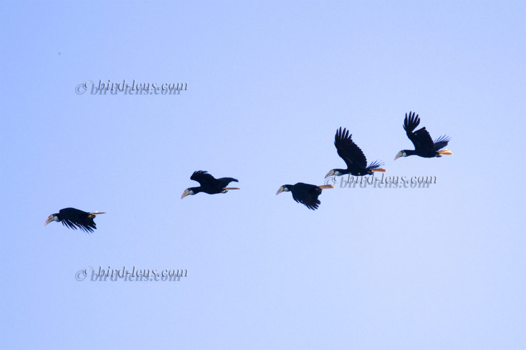 Papuahornvögel im Überflug in Papua – Bird Lens