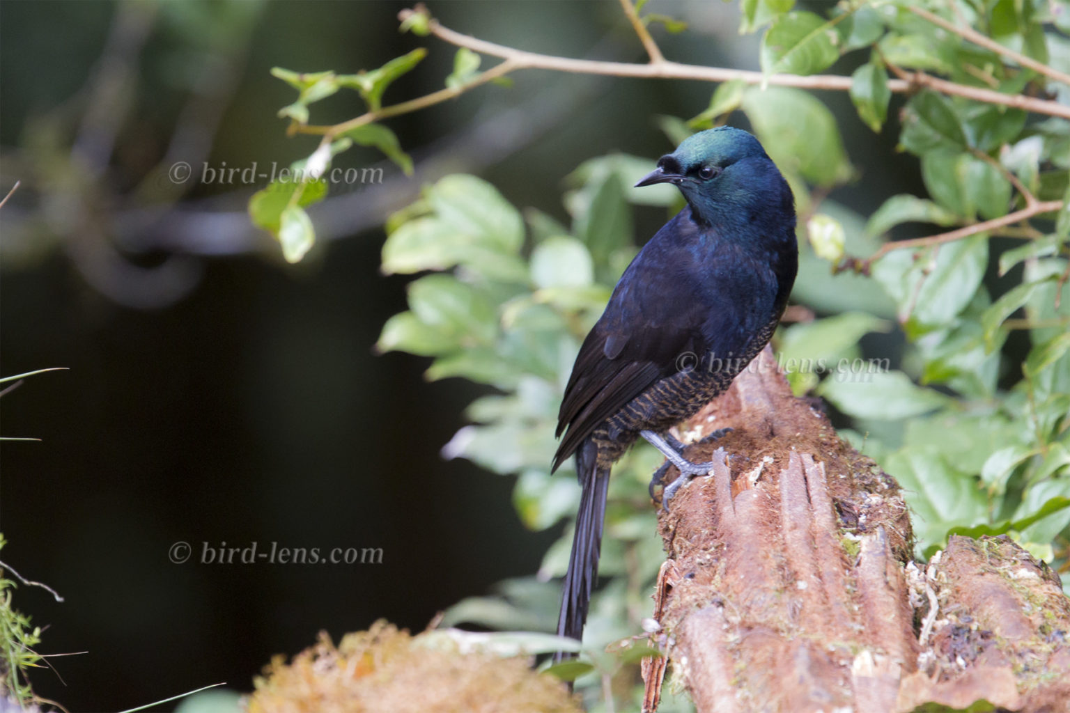 Ribbon-tailed Astrapia – Bird Lens