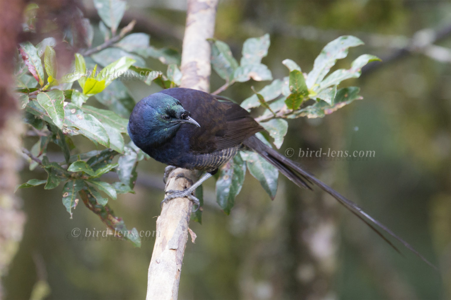 Ribbon-tailed Astrapia – Bird Lens