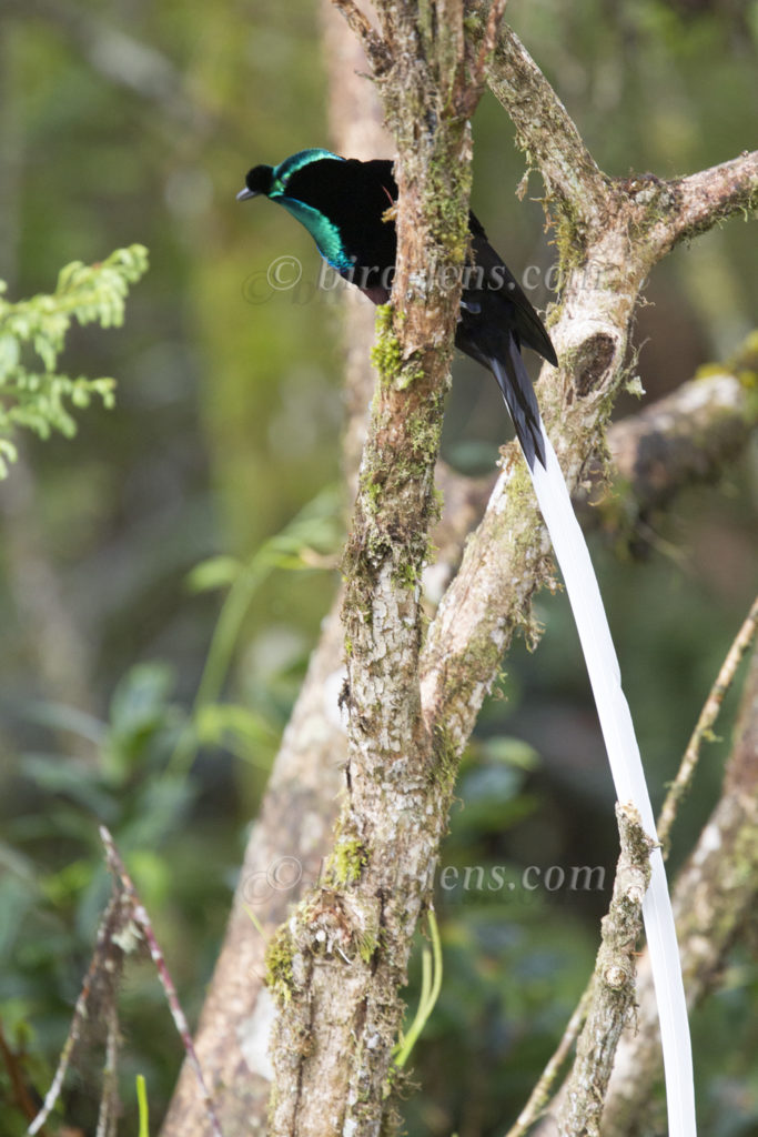 Ribbon-tailed Astrapia – Bird Lens