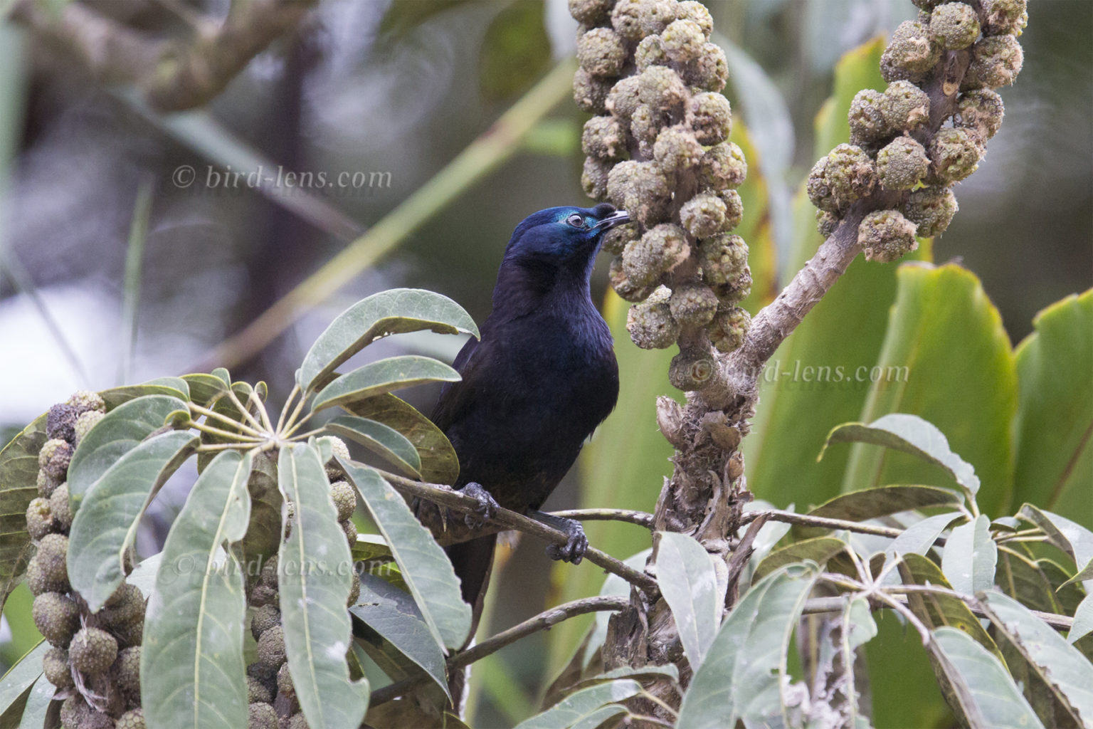 Stephanie’s Astrapia – Bird Lens
